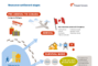 Financial Empowerment for Newcomers infographic – Prosper Canada ...